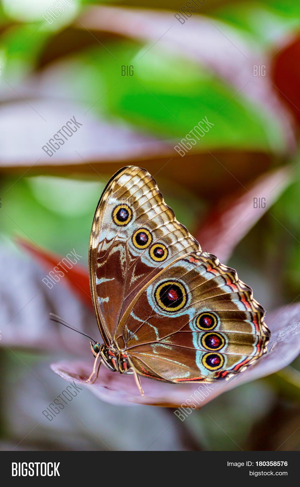 Rainforest Blue Morpho Image & Photo (Free Trial) | Bigstock