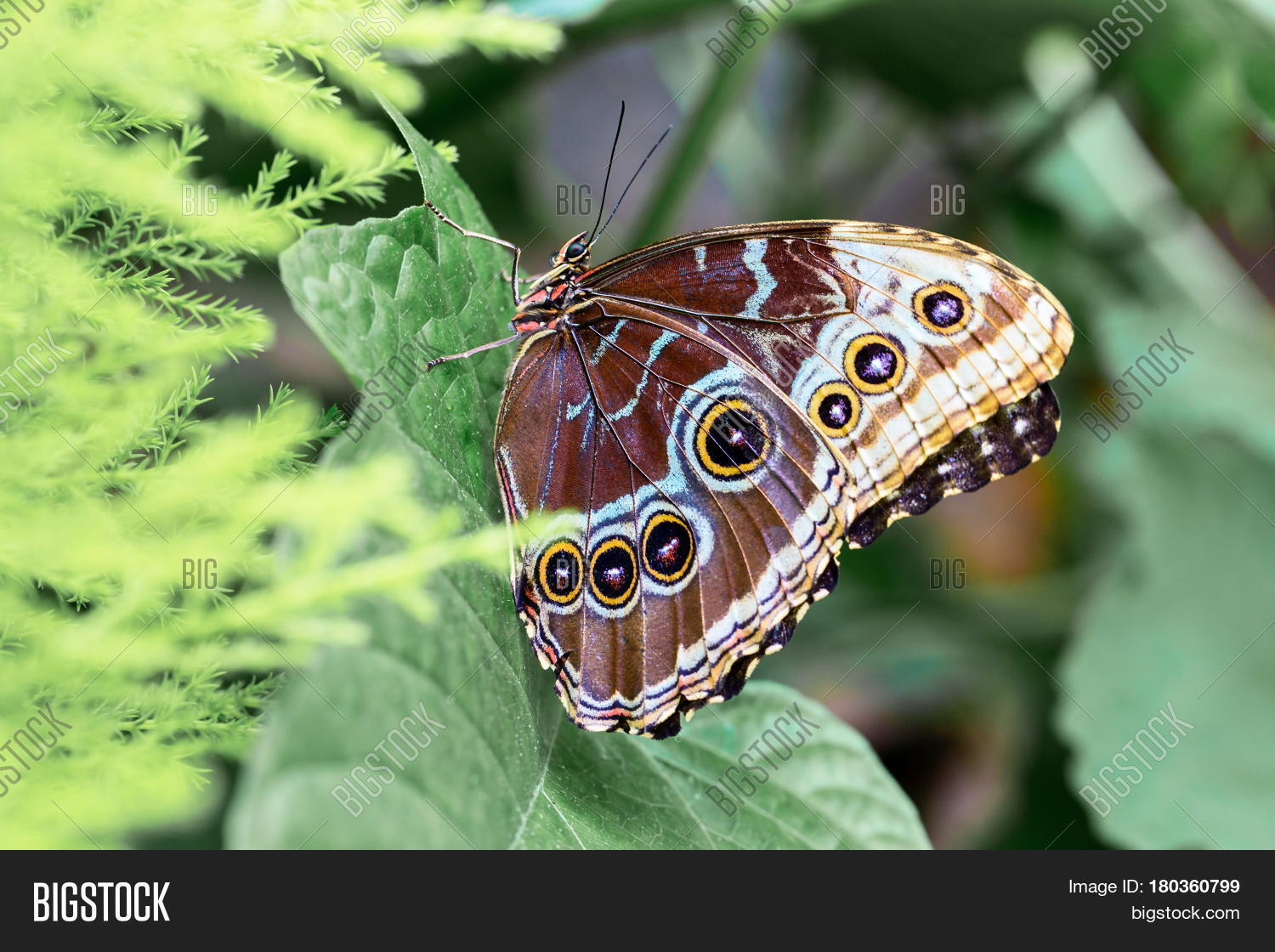 Rainforest Blue Morpho Image & Photo (Free Trial) | Bigstock