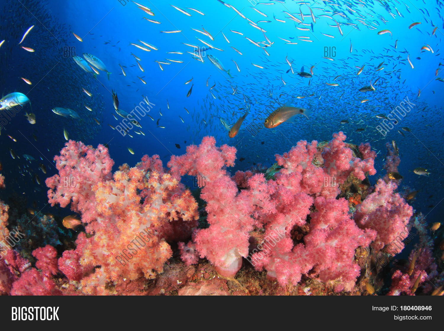 Coral Reef Underwater Image & Photo (Free Trial) | Bigstock