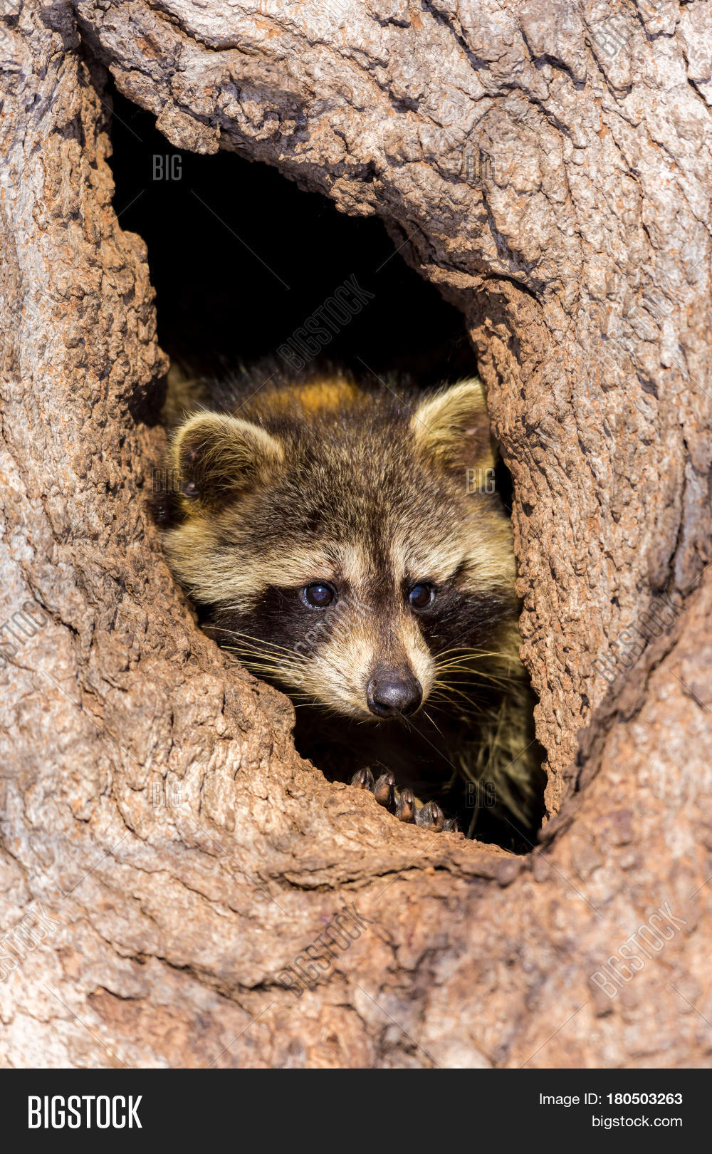 Bandit-masked Raccoons Image & Photo (Free Trial) | Bigstock