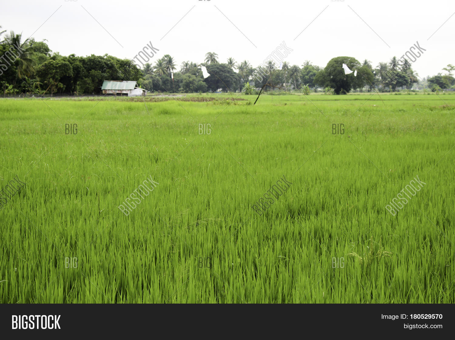 Traditional Method Image & Photo (Free Trial) | Bigstock
