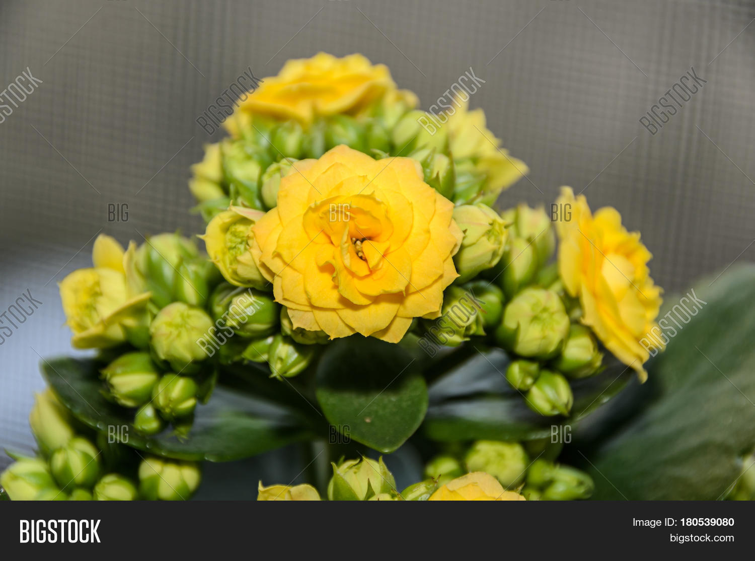 Yellow Calandiva Image & Photo (Free Trial) | Bigstock