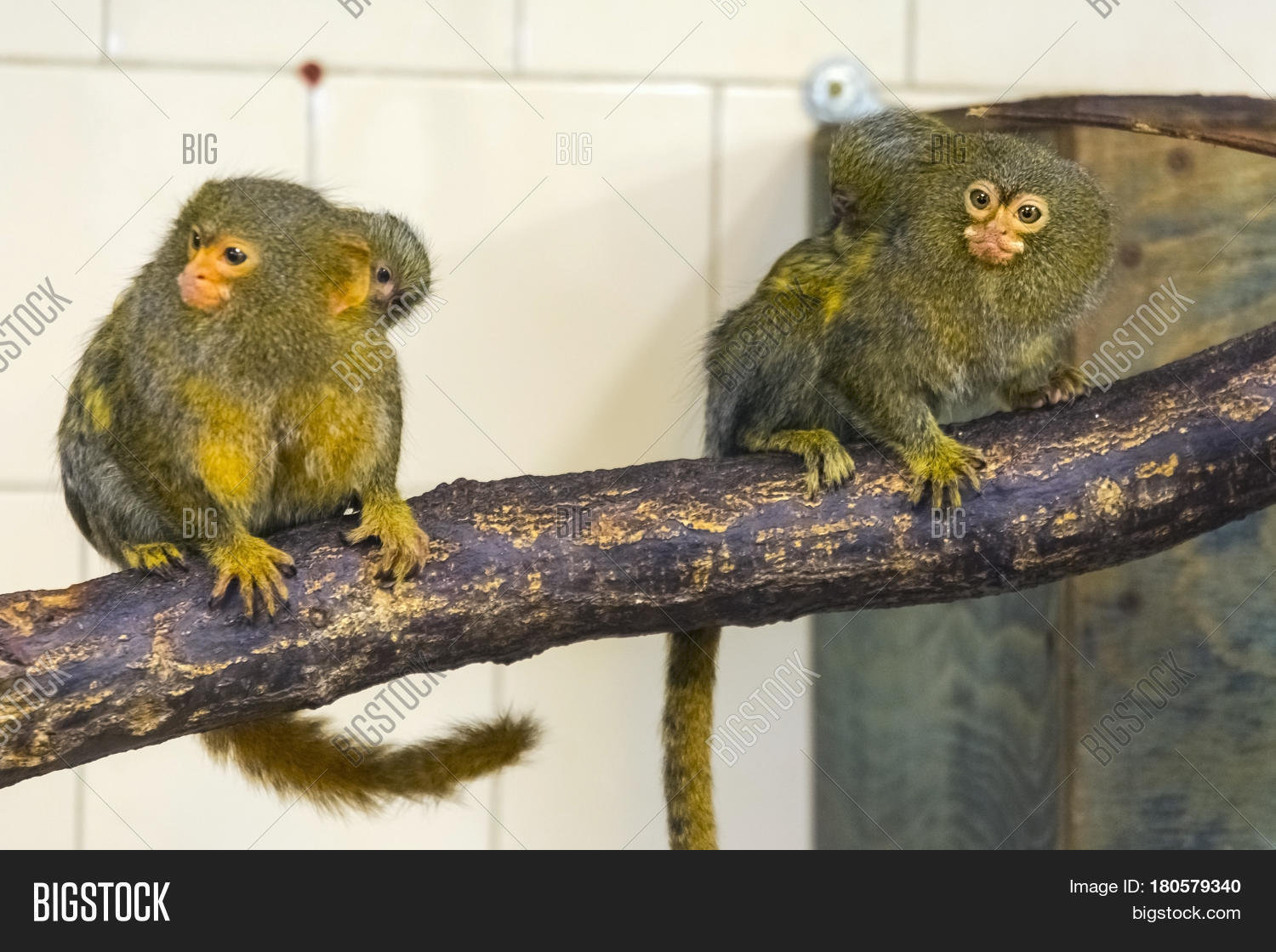 Pygmy Marmoset Baby - Image & Photo (Free Trial) | Bigstock