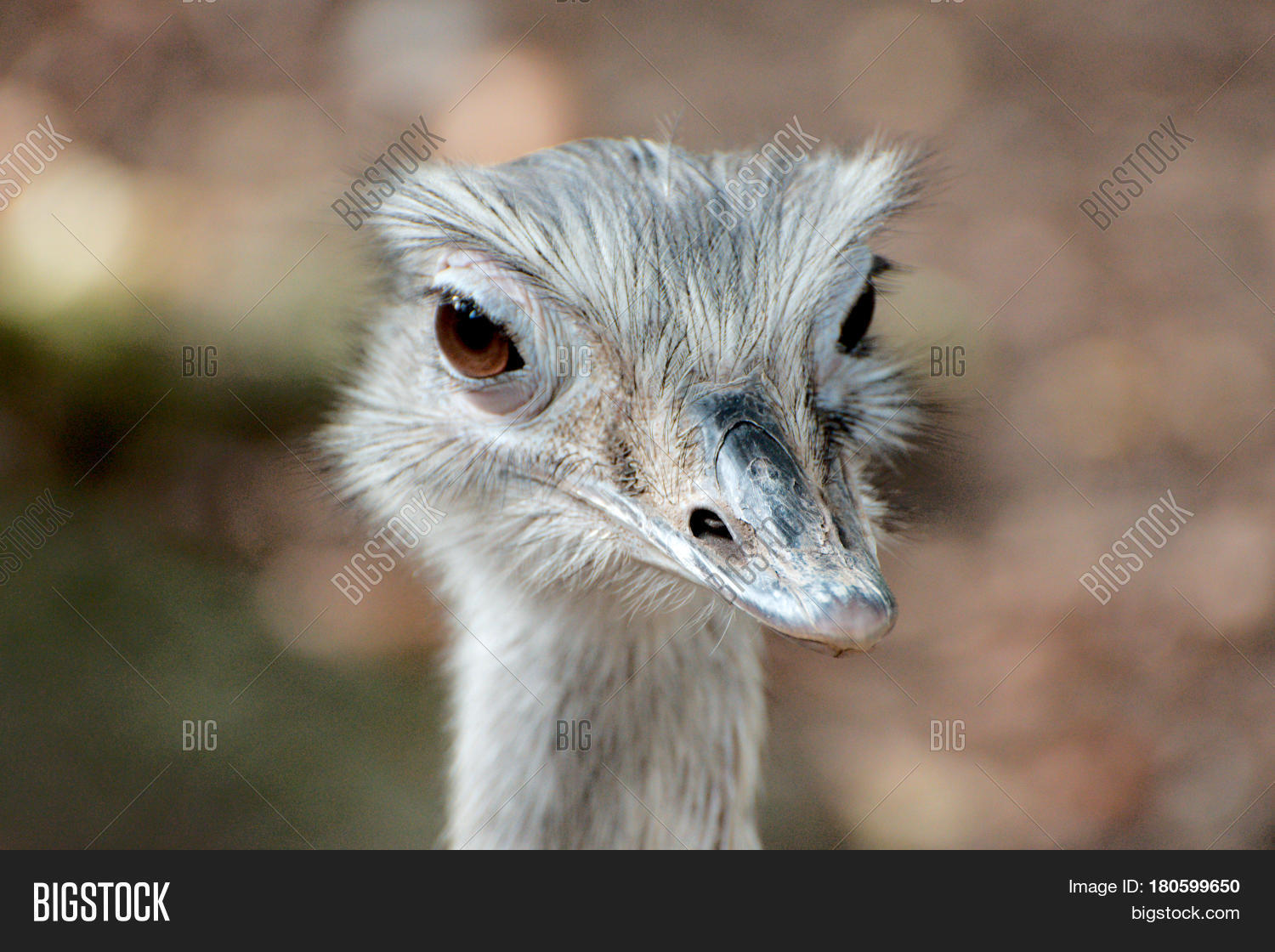 Close Greater Rhea Image & Photo (Free Trial) | Bigstock