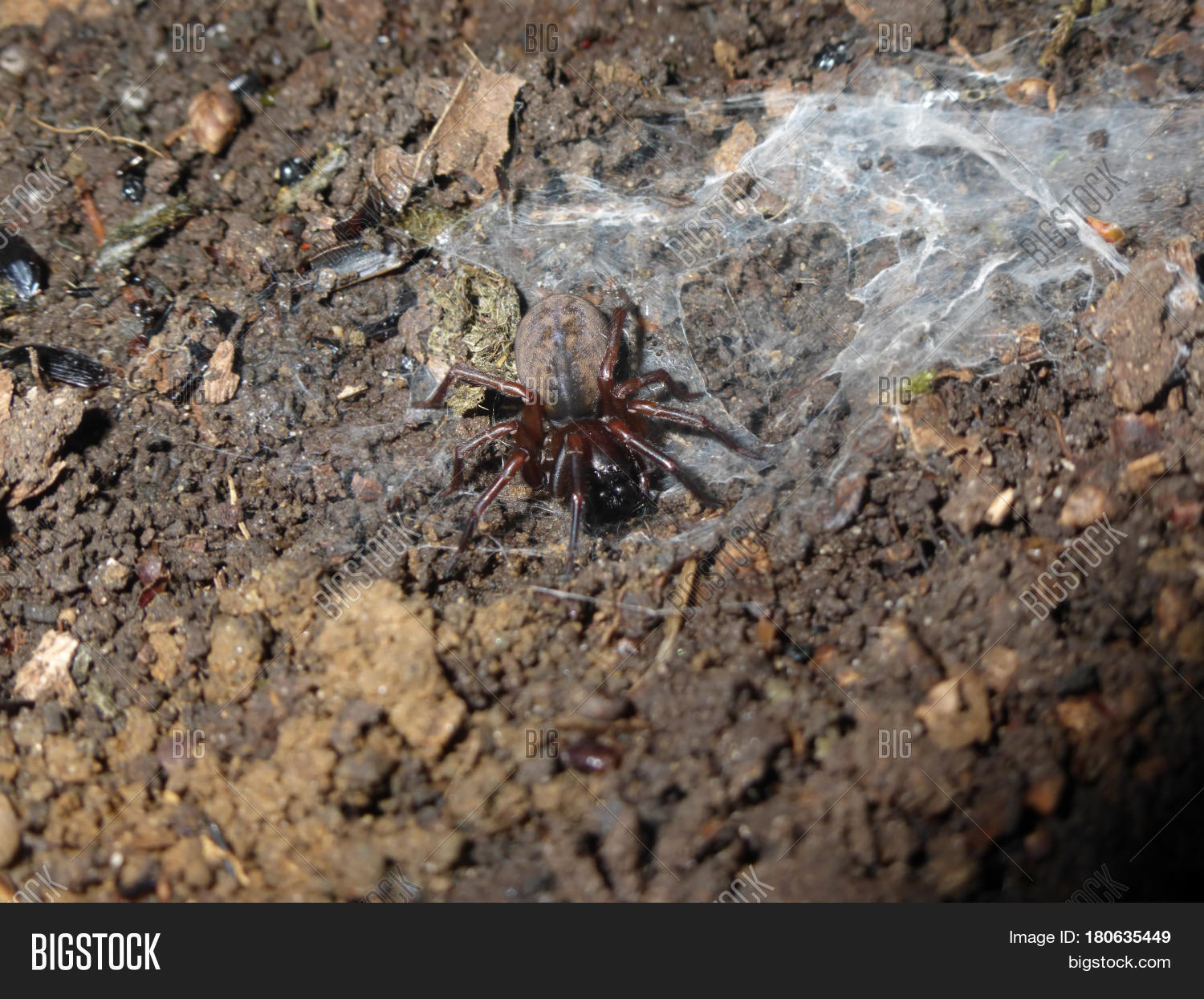 Amaurobius Similis Image & Photo (Free Trial) | Bigstock