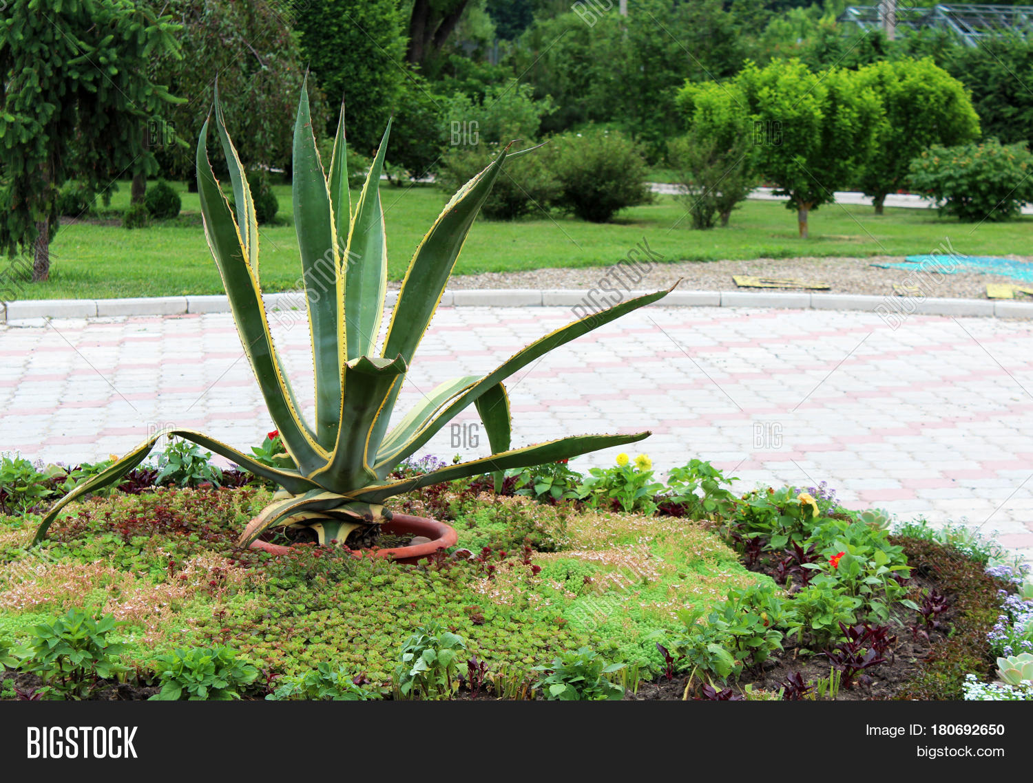 Beautiful Aloe Vera Image & Photo (Free Trial) | Bigstock