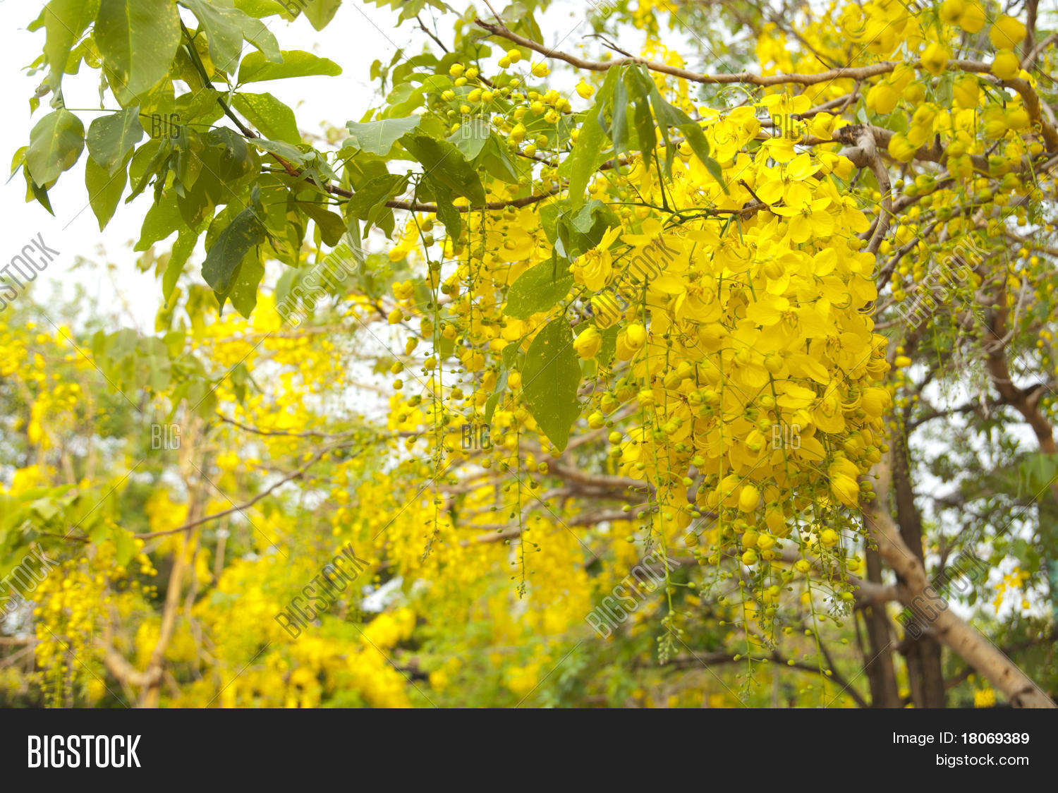 National Tree Thailand Image & Photo (Free Trial) | Bigstock
