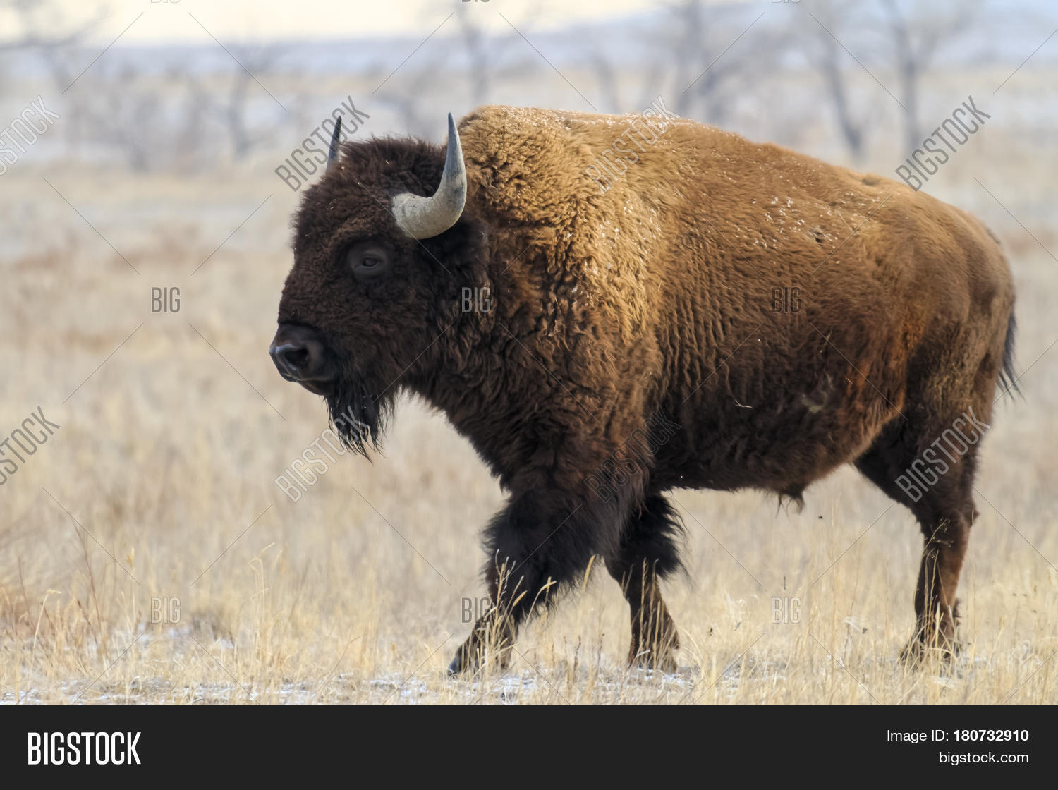 Wild American Bison On Image & Photo (Free Trial) | Bigstock