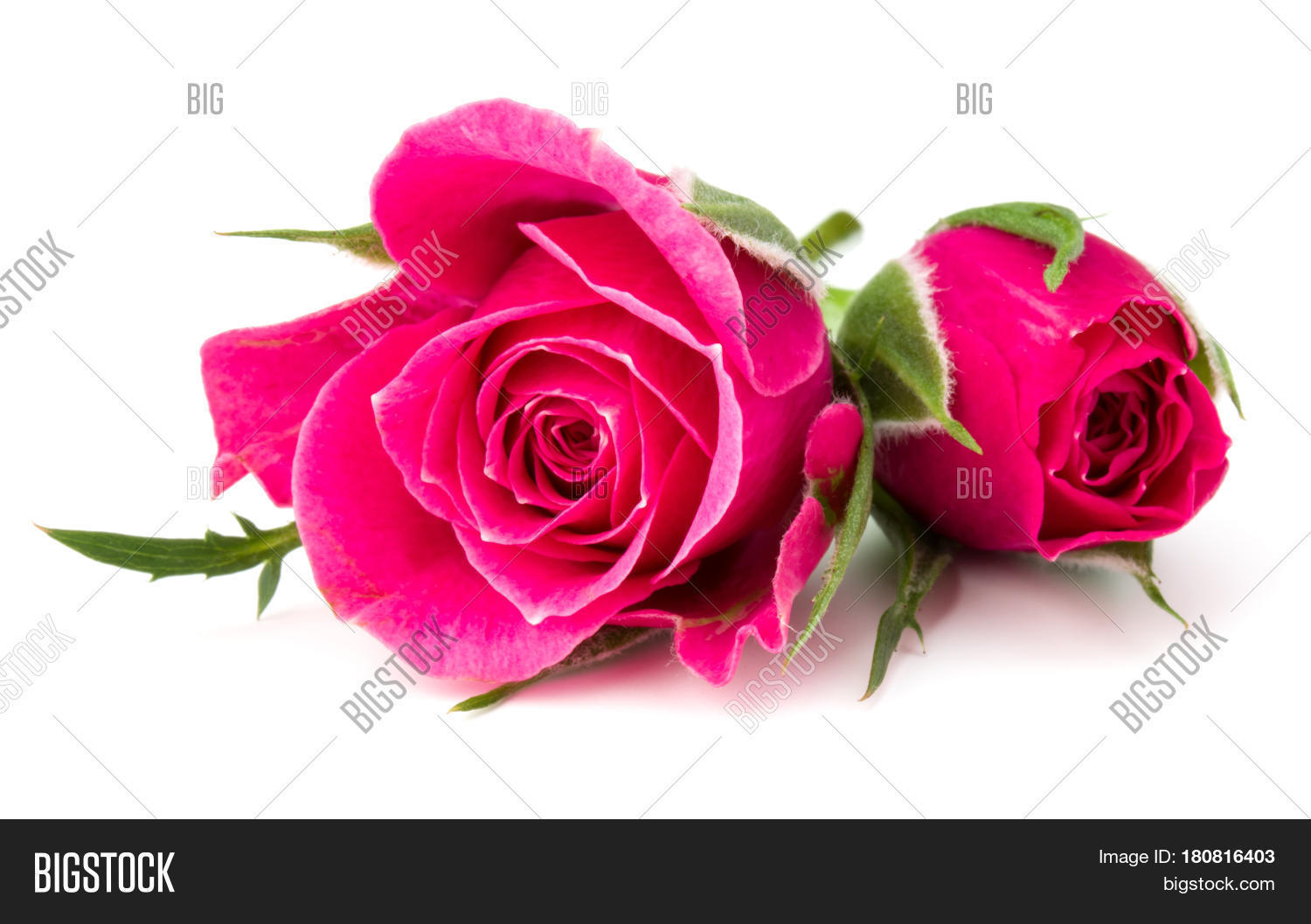 Pink Rose Flower Head Image & Photo (Free Trial) | Bigstock