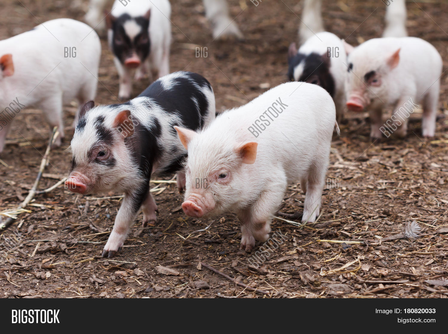 Cute Little Piglets Image & Photo (Free Trial) | Bigstock