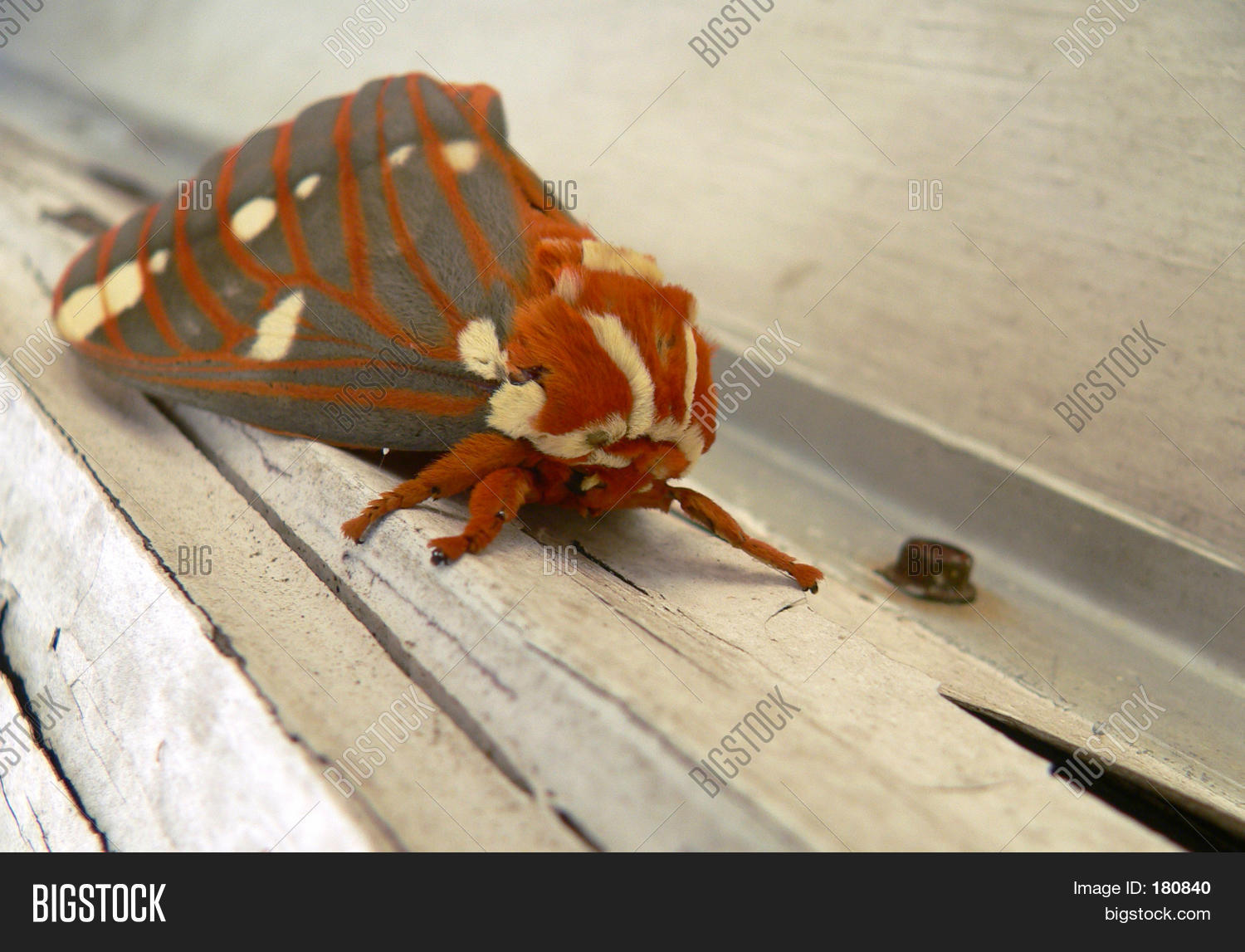 Regal Walnut Moth Image & Photo (Free Trial) | Bigstock