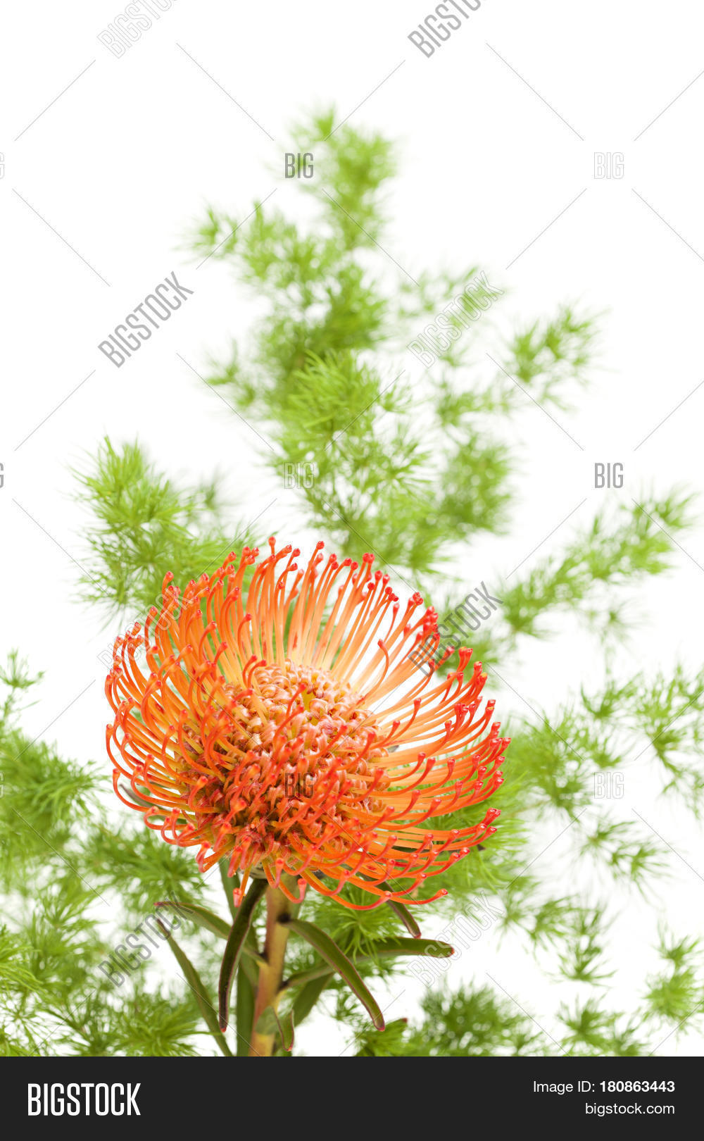 Red Protea Isolated Image & Photo (Free Trial) | Bigstock