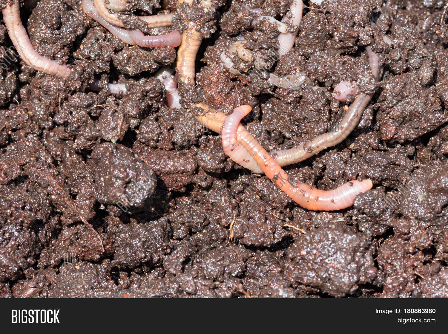 Earthworms (dendrobena Image & Photo (Free Trial) | Bigstock