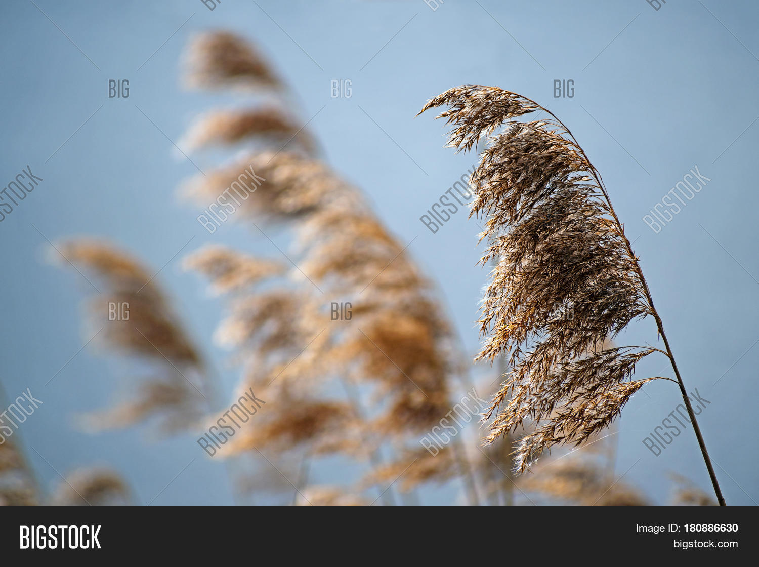 Common Reed ( Image & Photo (Free Trial) | Bigstock