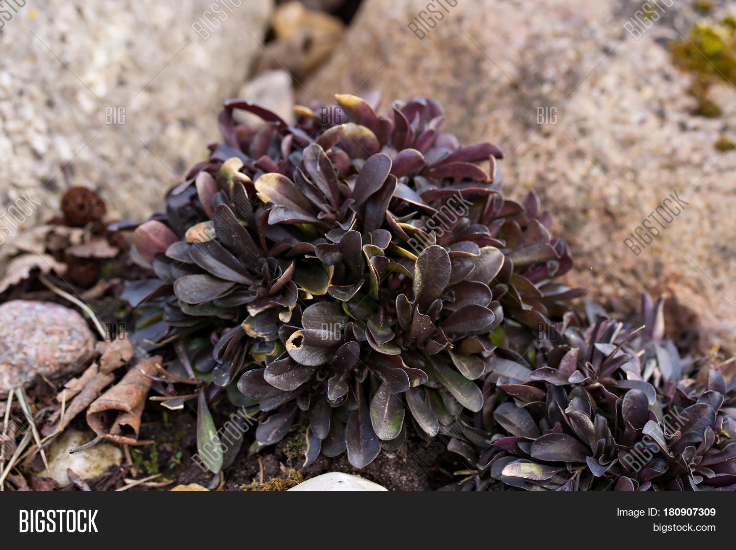 Polygala Amarella ( Image & Photo (Free Trial) | Bigstock