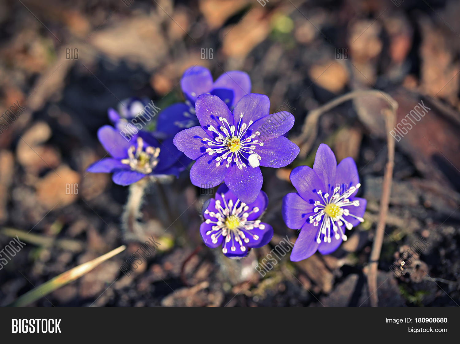 Anemone Hepatica Image & Photo (Free Trial) | Bigstock