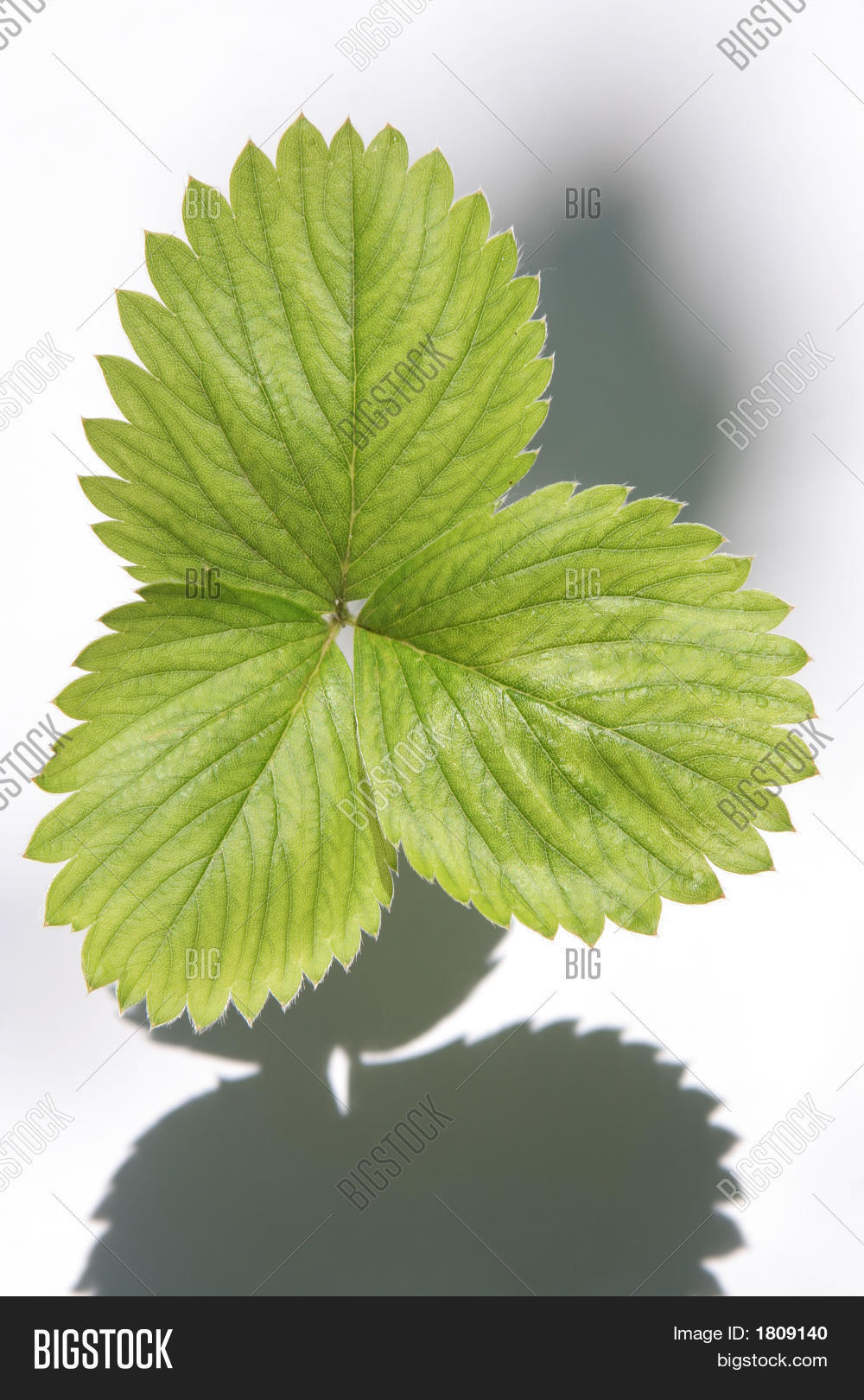 Strawberry Leave Image & Photo (Free Trial) | Bigstock