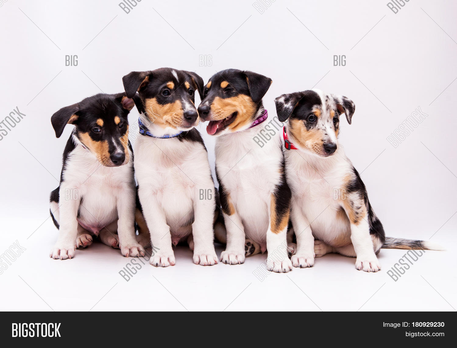 Short Haired Collie Image & Photo (Free Trial) | Bigstock