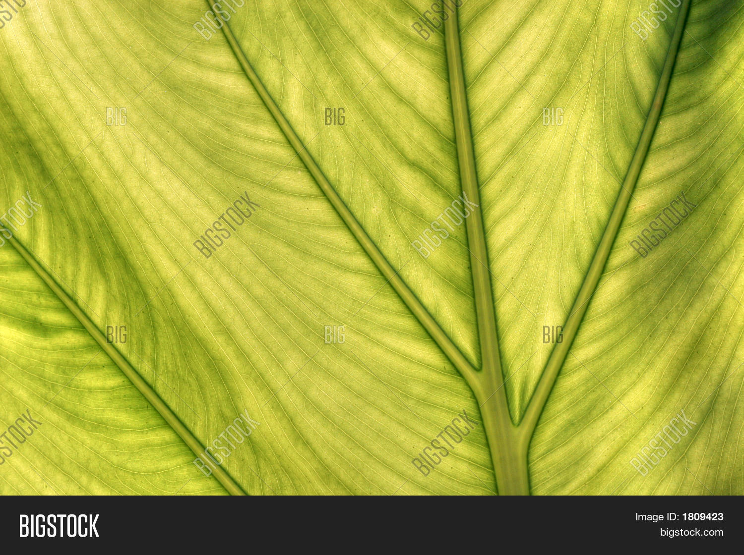 Caladium Leaf Image & Photo (Free Trial) | Bigstock