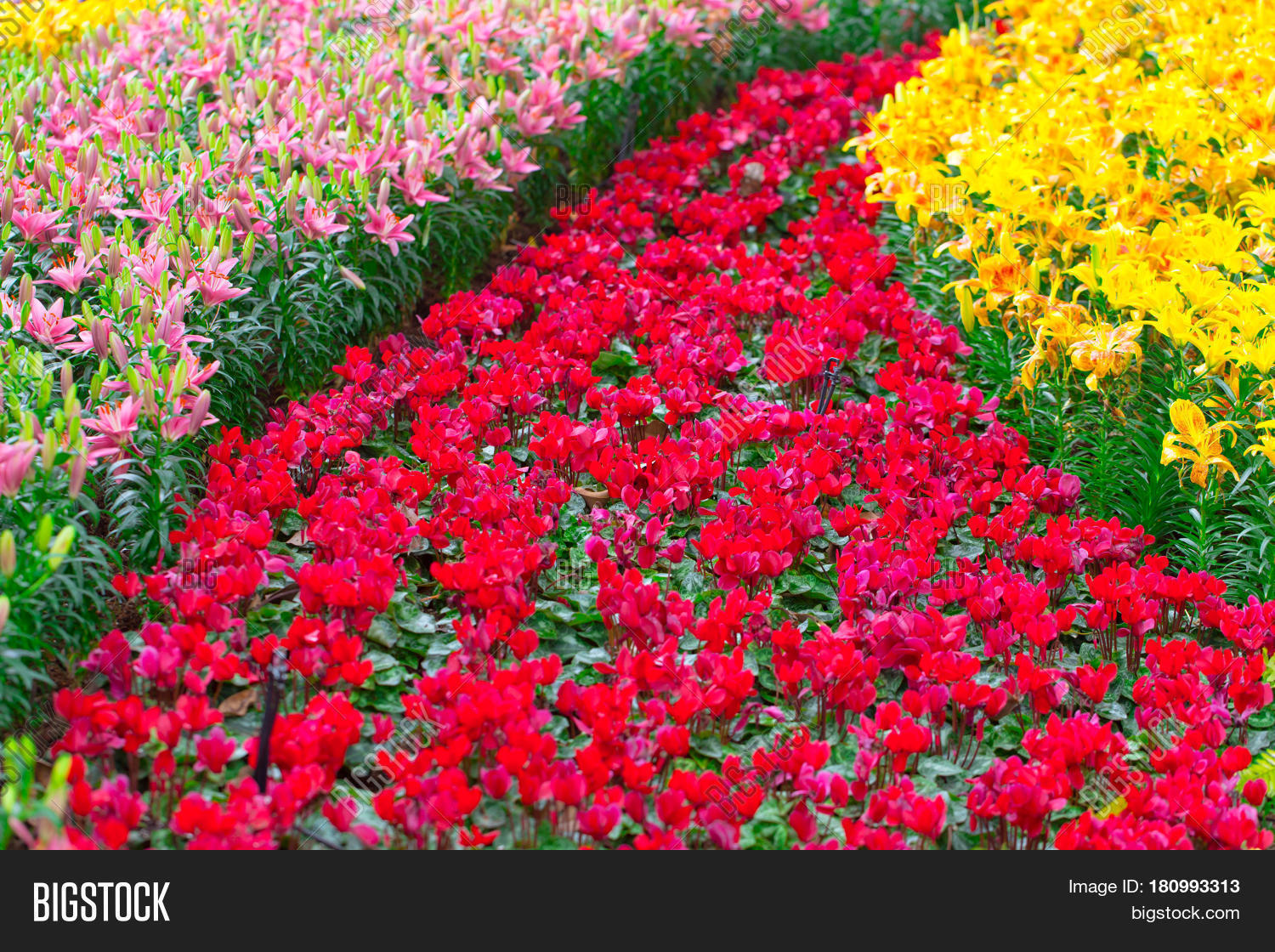 Red Flower Road. Image & Photo (Free Trial) | Bigstock