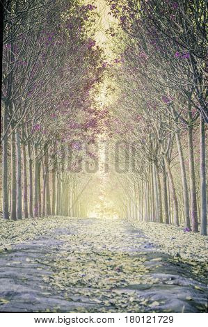 Beautiful Morning Image & Photo (Free Trial) | Bigstock