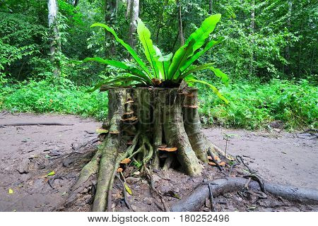 Fern Growing On Tree Image & Photo (Free Trial) | Bigstock