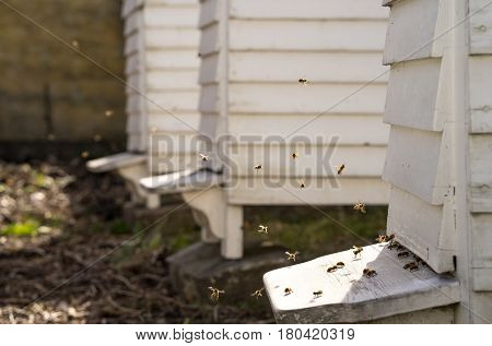 White Hives Lively Image & Photo (Free Trial) | Bigstock
