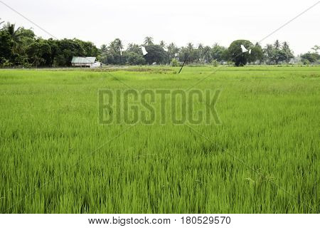 Traditional Method Image & Photo (Free Trial) | Bigstock