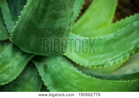Close Photo Aloe Image & Photo (Free Trial) | Bigstock