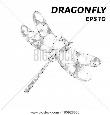 Dragonfly Consists Vector & Photo (Free Trial) | Bigstock