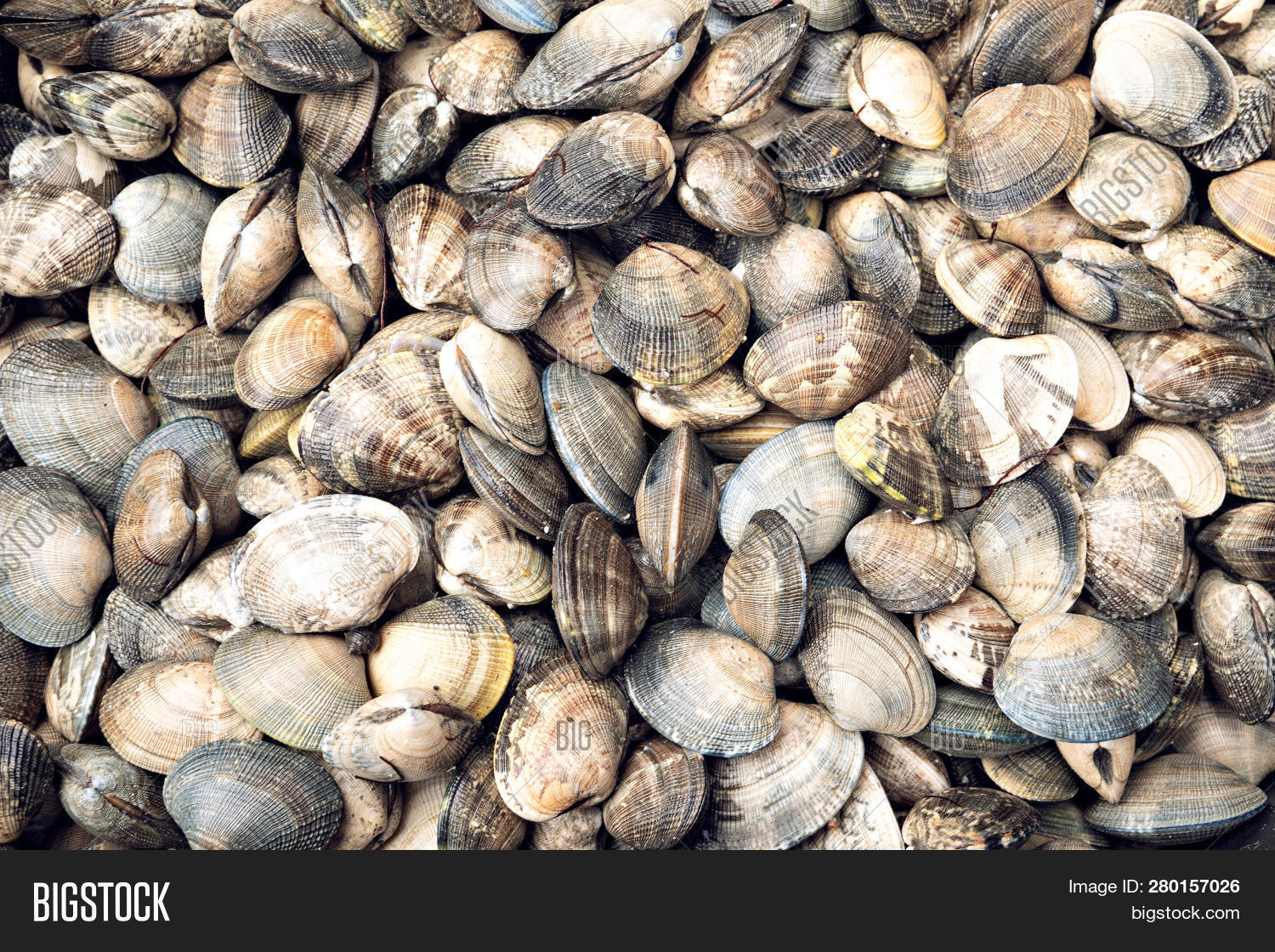 Fresh Clams Seafood Image & Photo (Free Trial) | Bigstock
