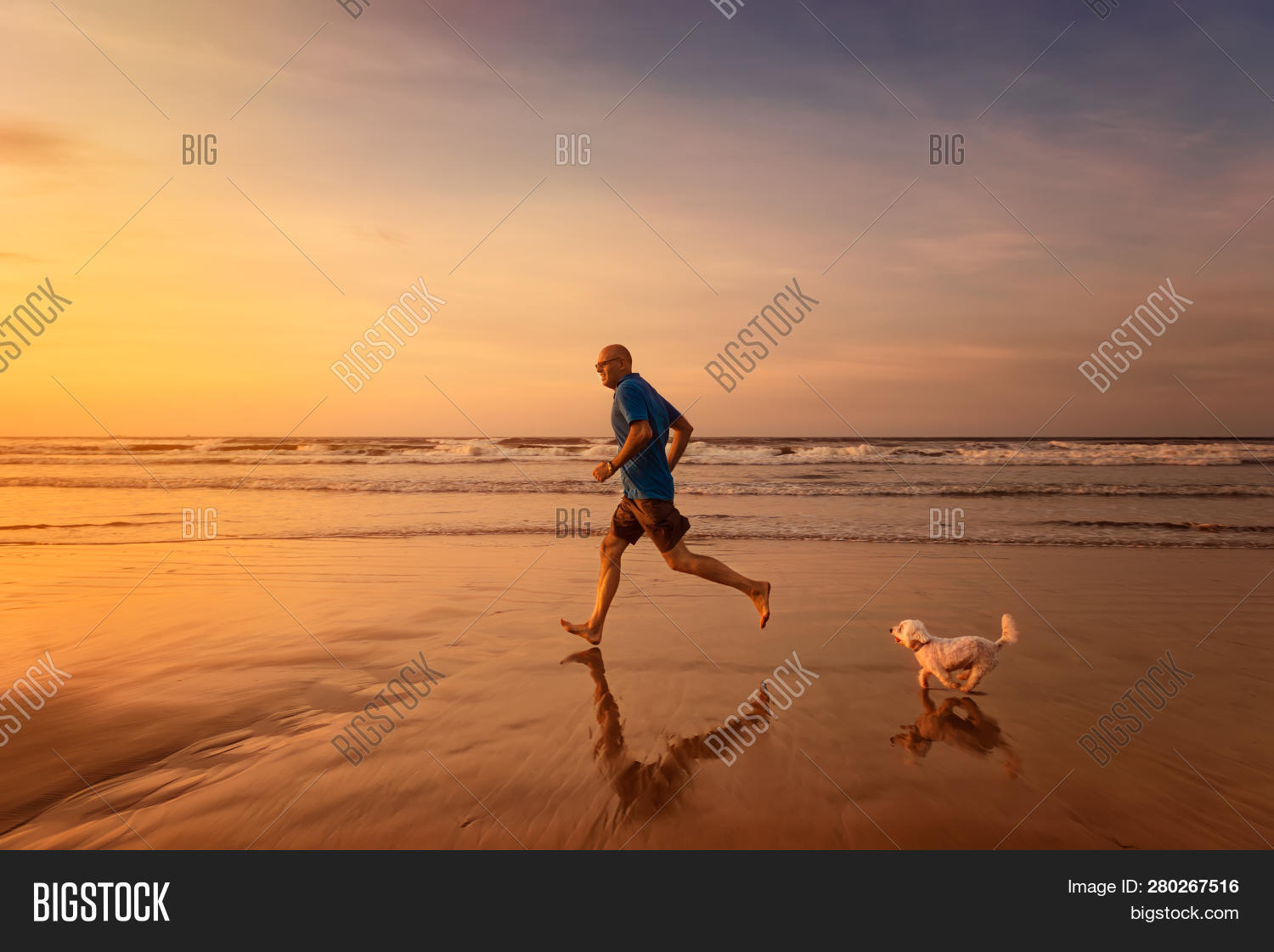 Owner Maltese Dog Image & Photo (Free Trial) | Bigstock