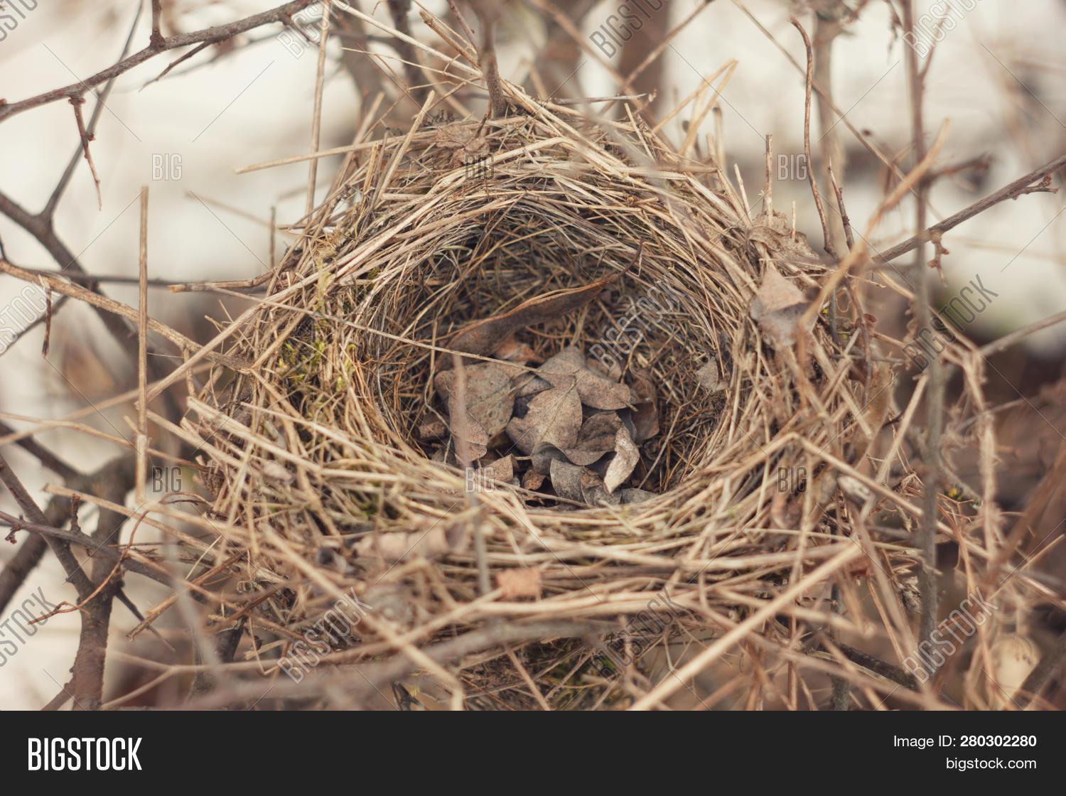 Old Abandoned Nest Image & Photo (Free Trial) | Bigstock