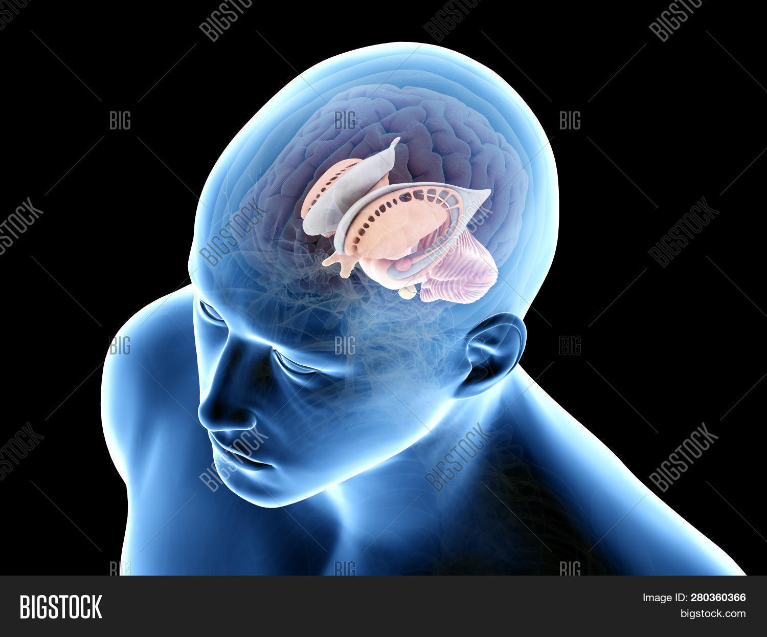 3d Rendered Medically Image & Photo (Free Trial) | Bigstock