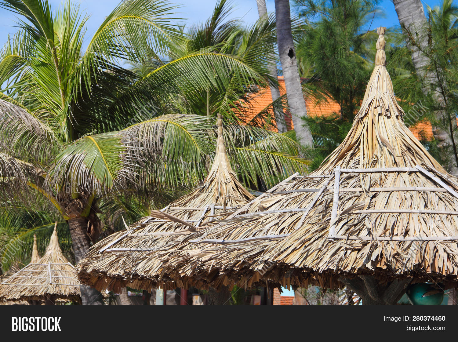 Thatch Roof Palm Trees Image & Photo (Free Trial) | Bigstock