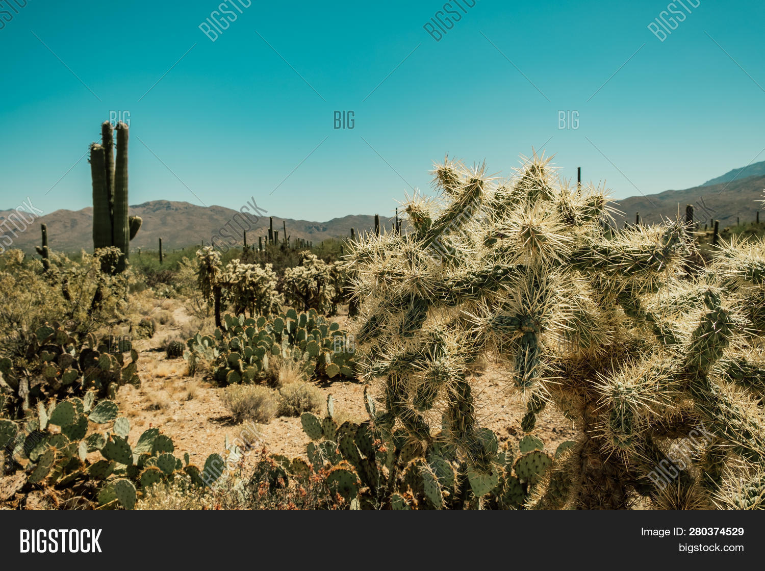 Variety Cacti Species Image & Photo (Free Trial) | Bigstock