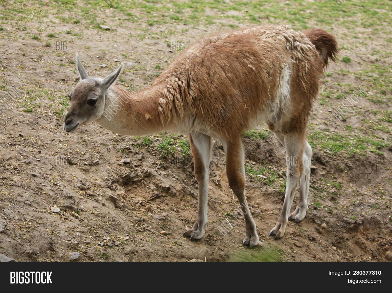 Guanaco (Lama Guanicoe Image & Photo (Free Trial) | Bigstock