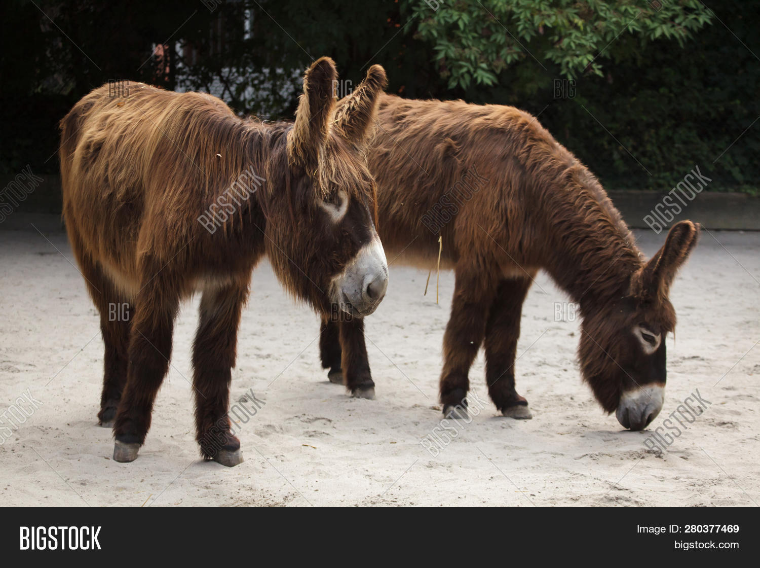 Poitou Donkey (Equus Image & Photo (Free Trial) | Bigstock