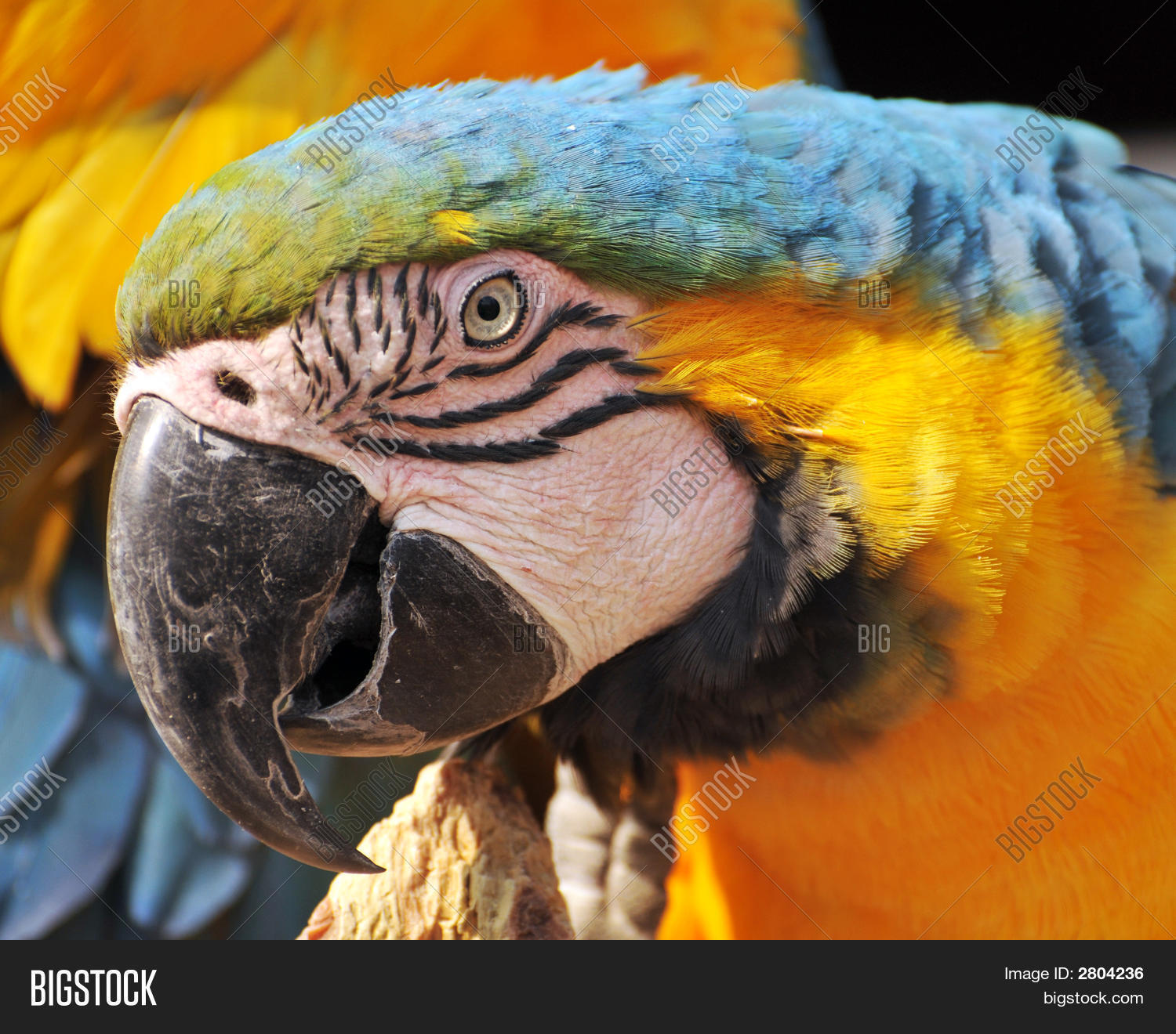 Colorful Maccaw Parrot Image & Photo (Free Trial) | Bigstock