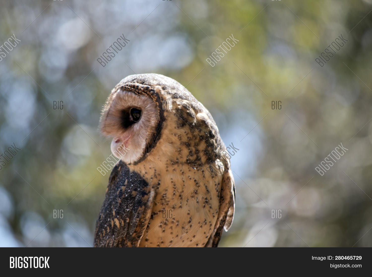 Lesser Sooty Owl Image & Photo (Free Trial) | Bigstock