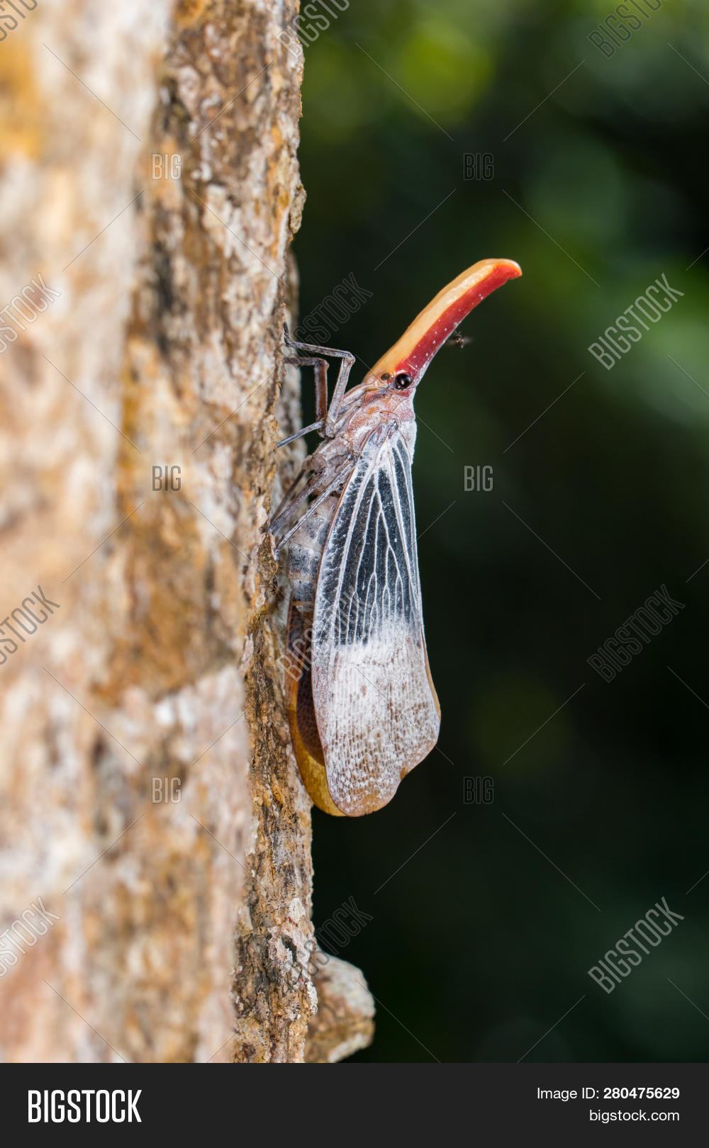 Lantern Bug Insect On Image & Photo (Free Trial) | Bigstock