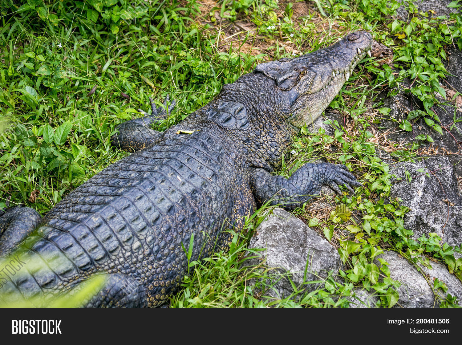 Big Crocodile Lay Dawn Image & Photo (Free Trial) | Bigstock