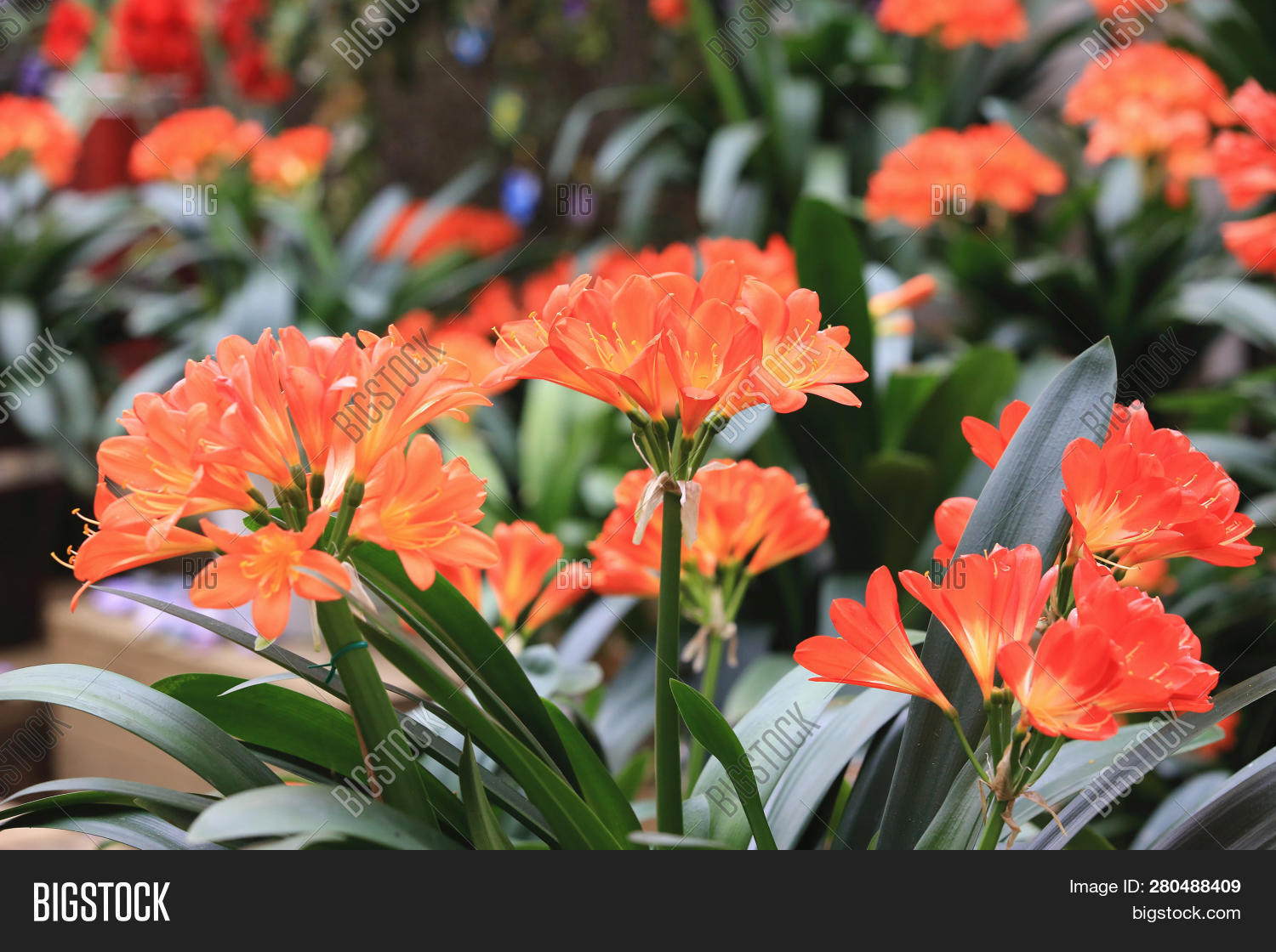 Bush Lily(clivia Image & Photo (Free Trial) | Bigstock