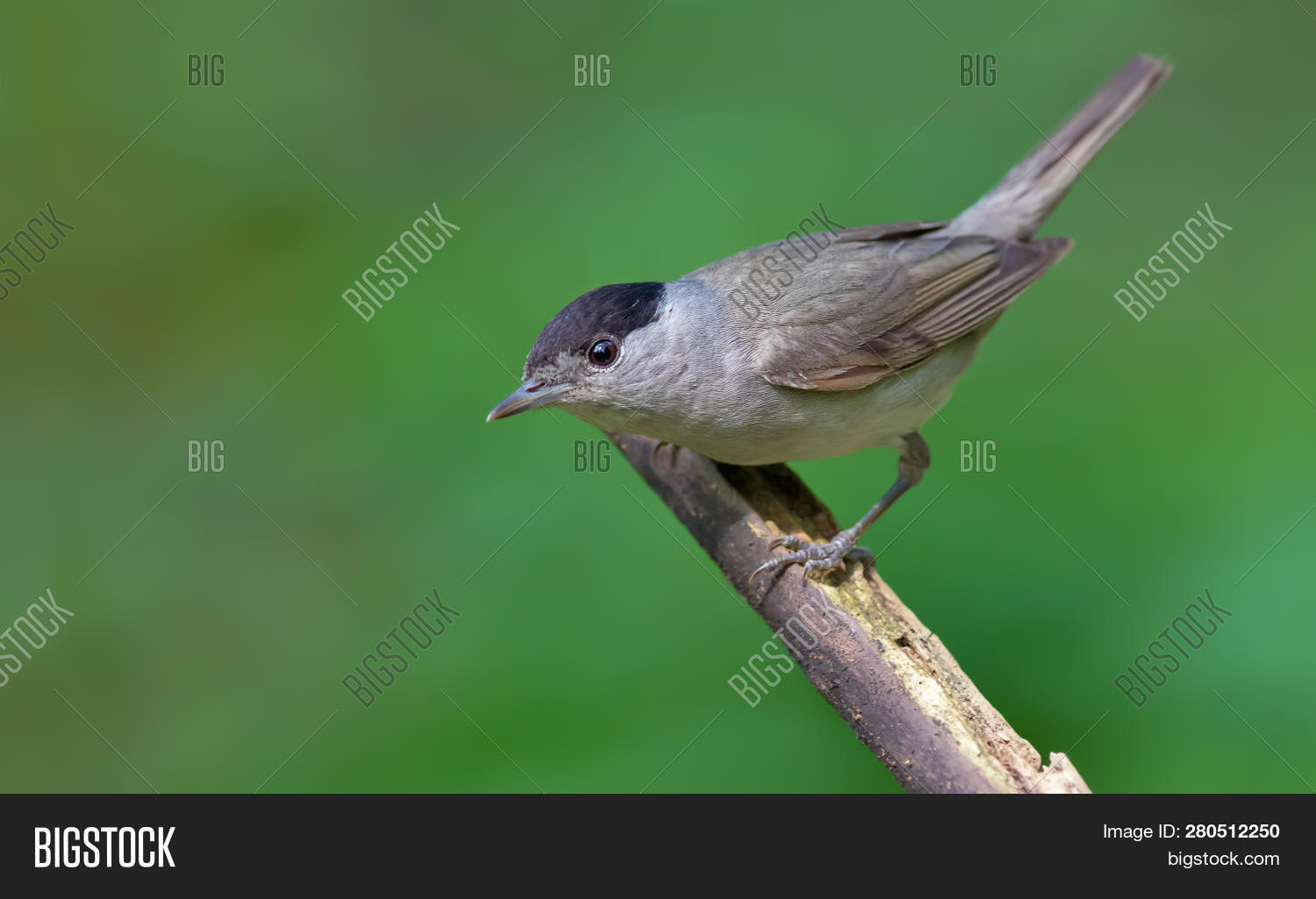 Male Eurasian Blackcap Image & Photo (Free Trial) | Bigstock