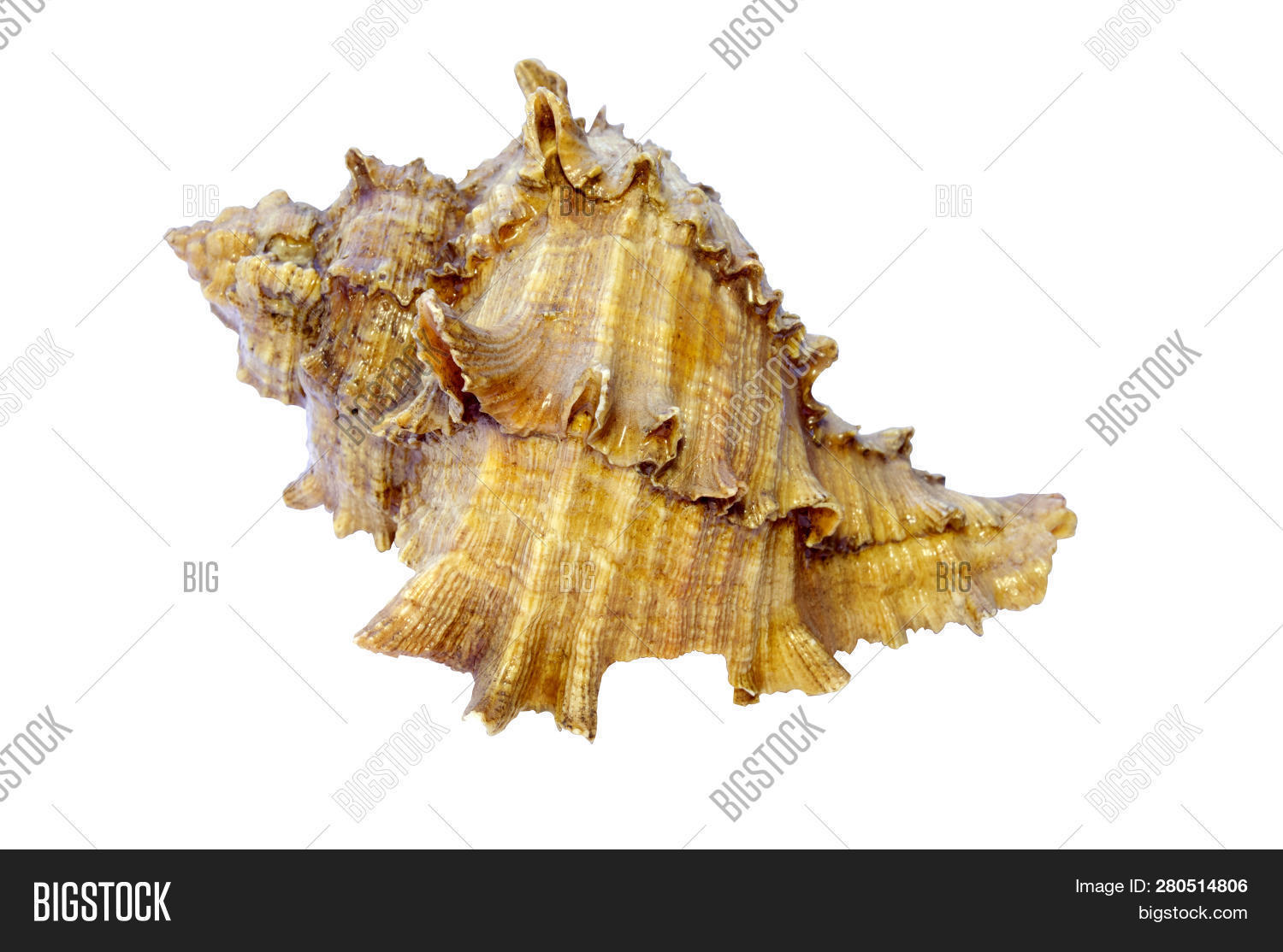 Sea Shell Isolated On Image & Photo (Free Trial) | Bigstock