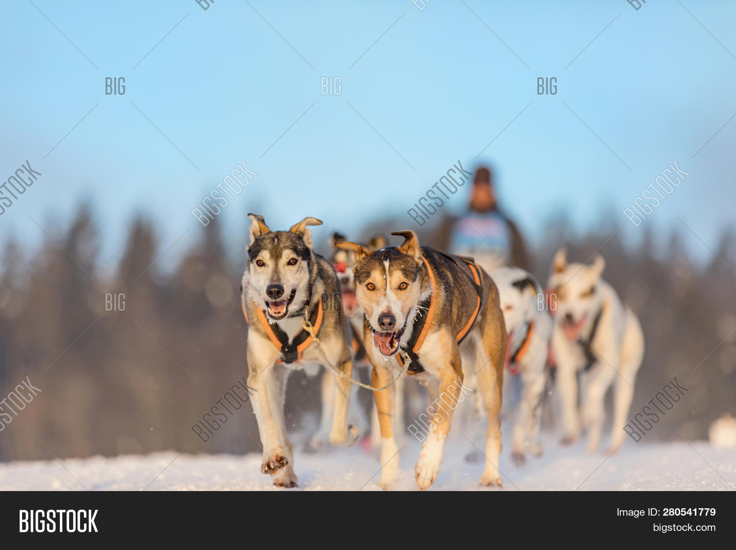Team Four Husky Sled Image & Photo (Free Trial) | Bigstock