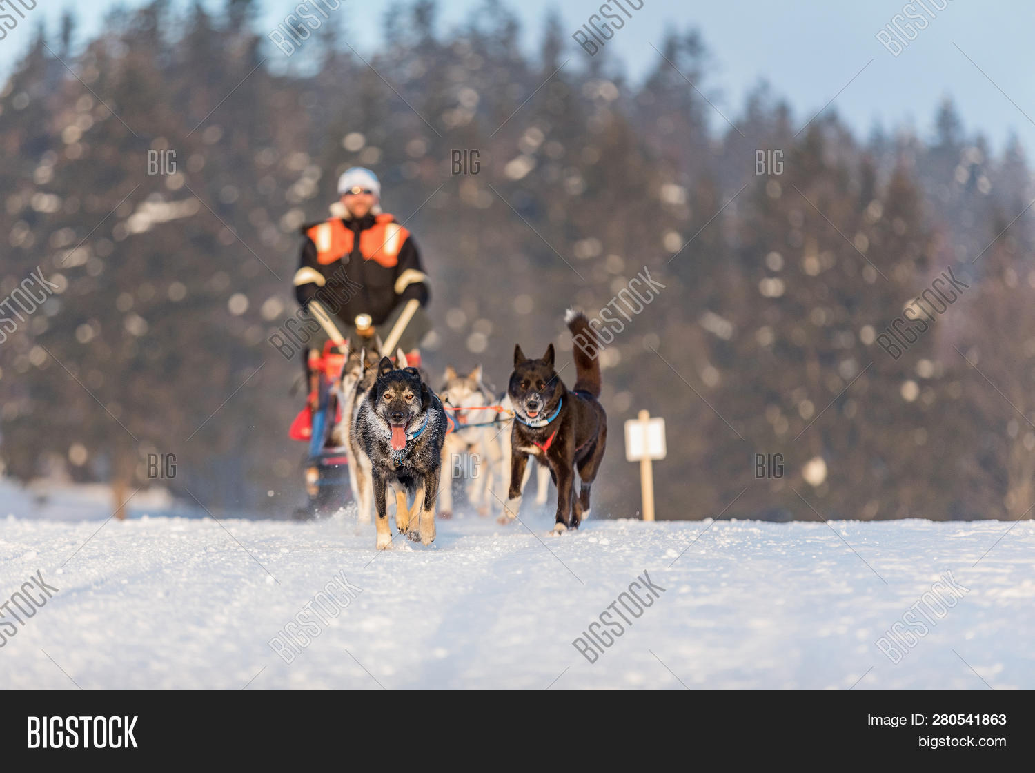 Team Four Husky Sled Image & Photo (Free Trial) | Bigstock