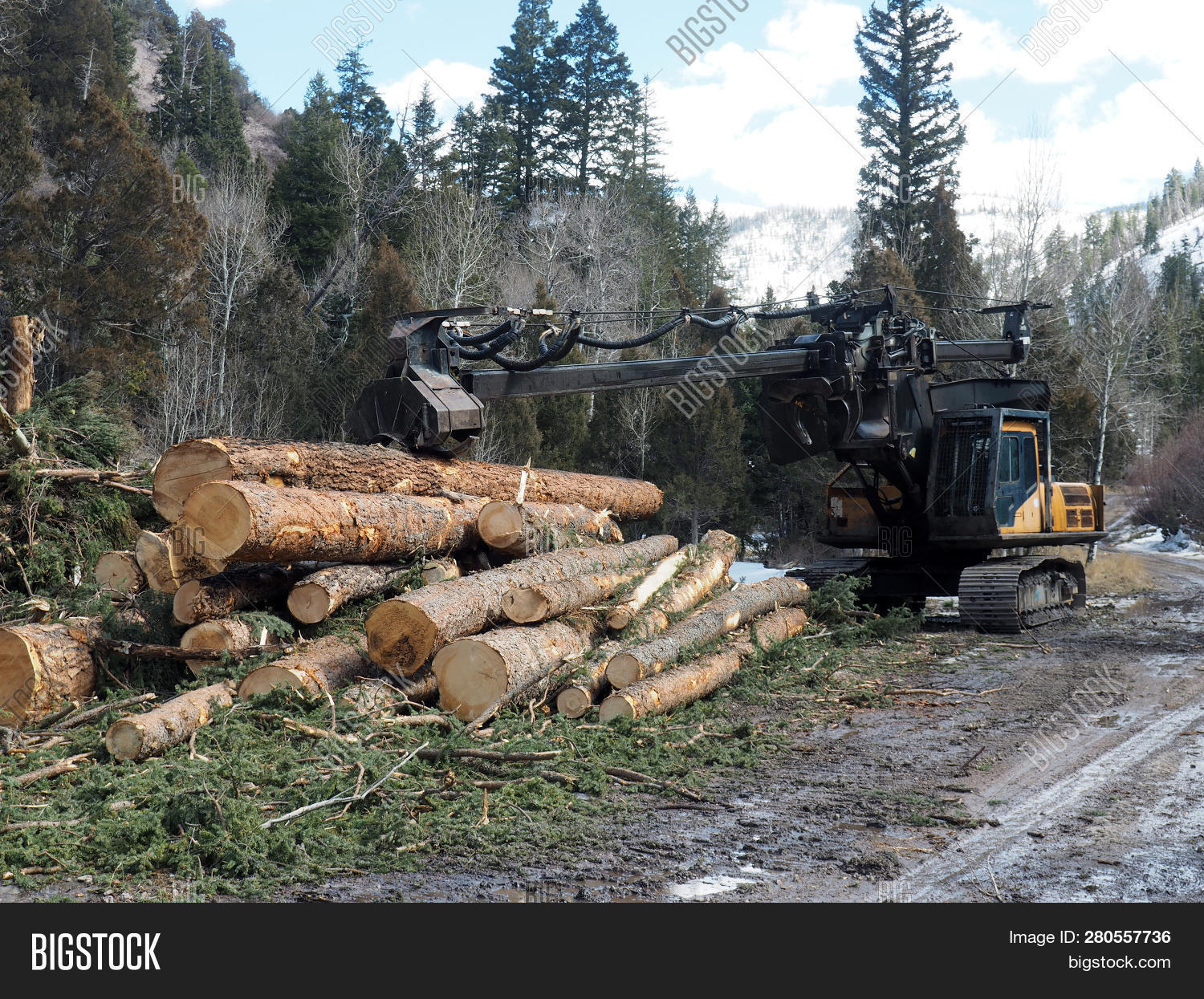 Forestry Logging Site Image & Photo (Free Trial) | Bigstock