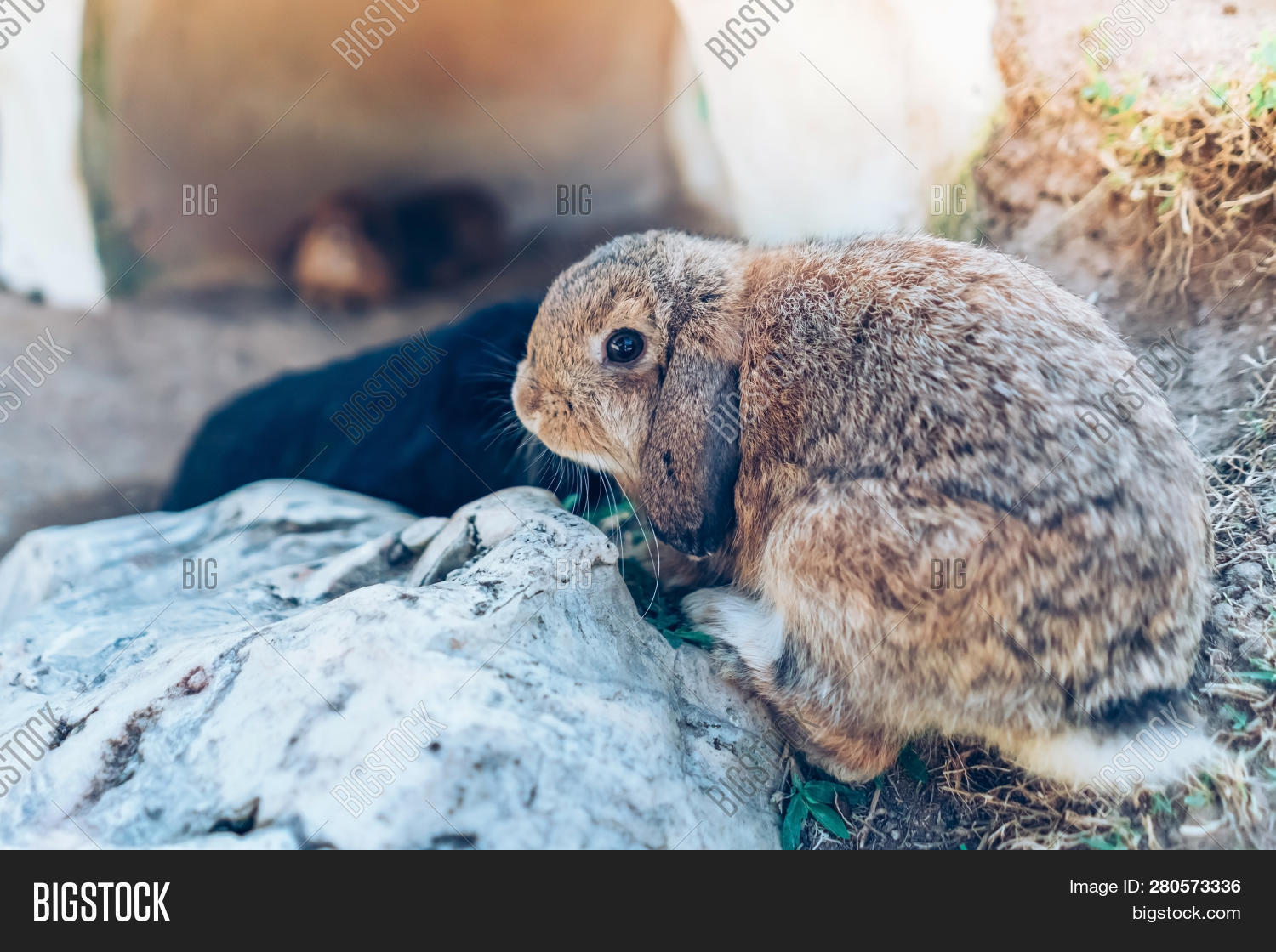 Cute Rabbits Resting Image & Photo (Free Trial) | Bigstock