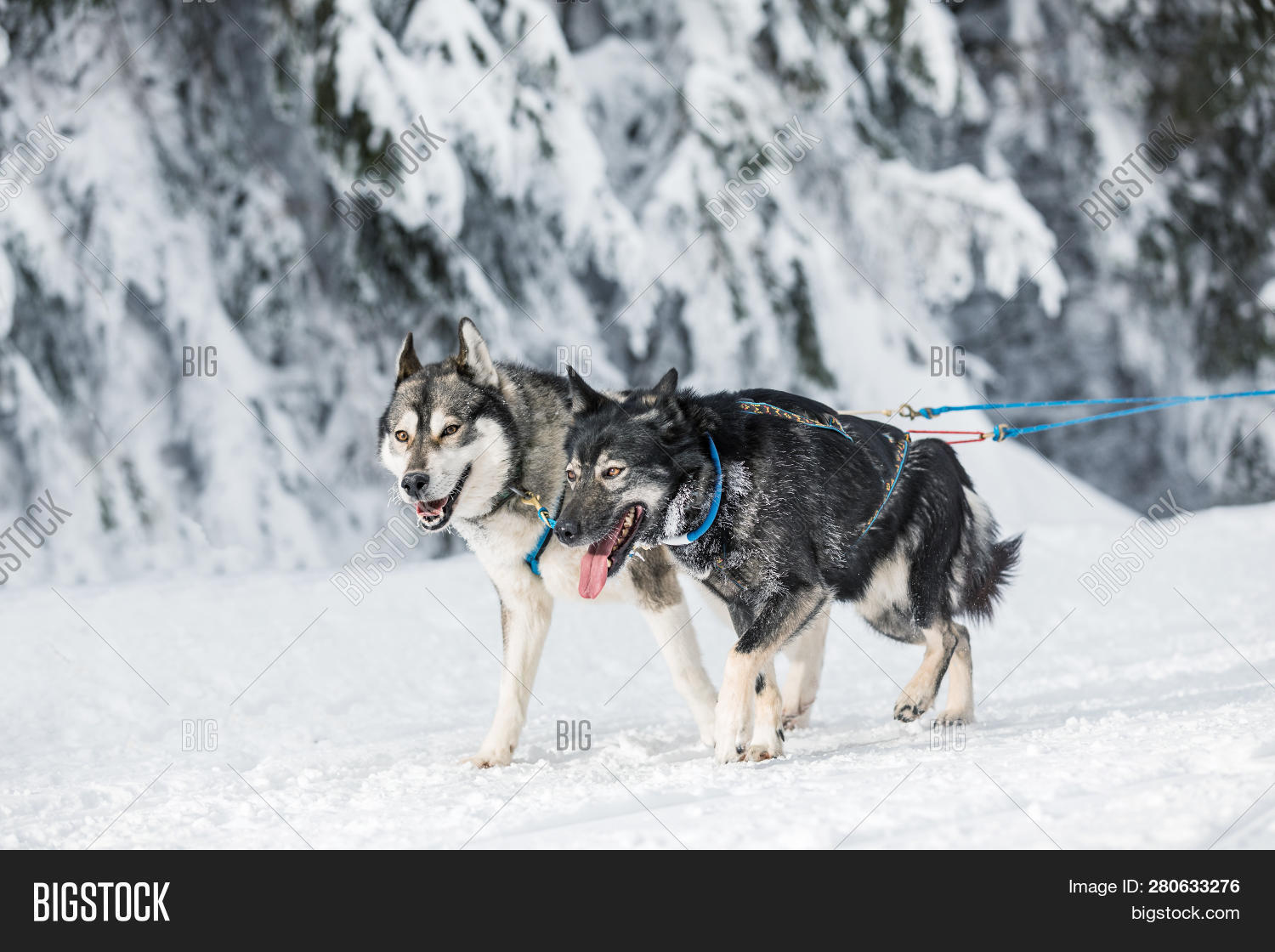 Team Four Husky Sled Image & Photo (Free Trial) | Bigstock